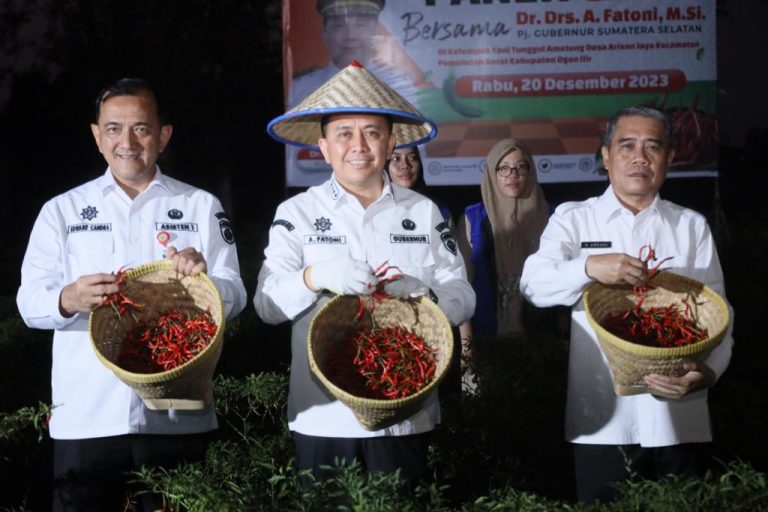 Pj Gubernur Sumsel Agus Fatoni Panen Raya Cabai Di Kabupaten Ogan Ilir